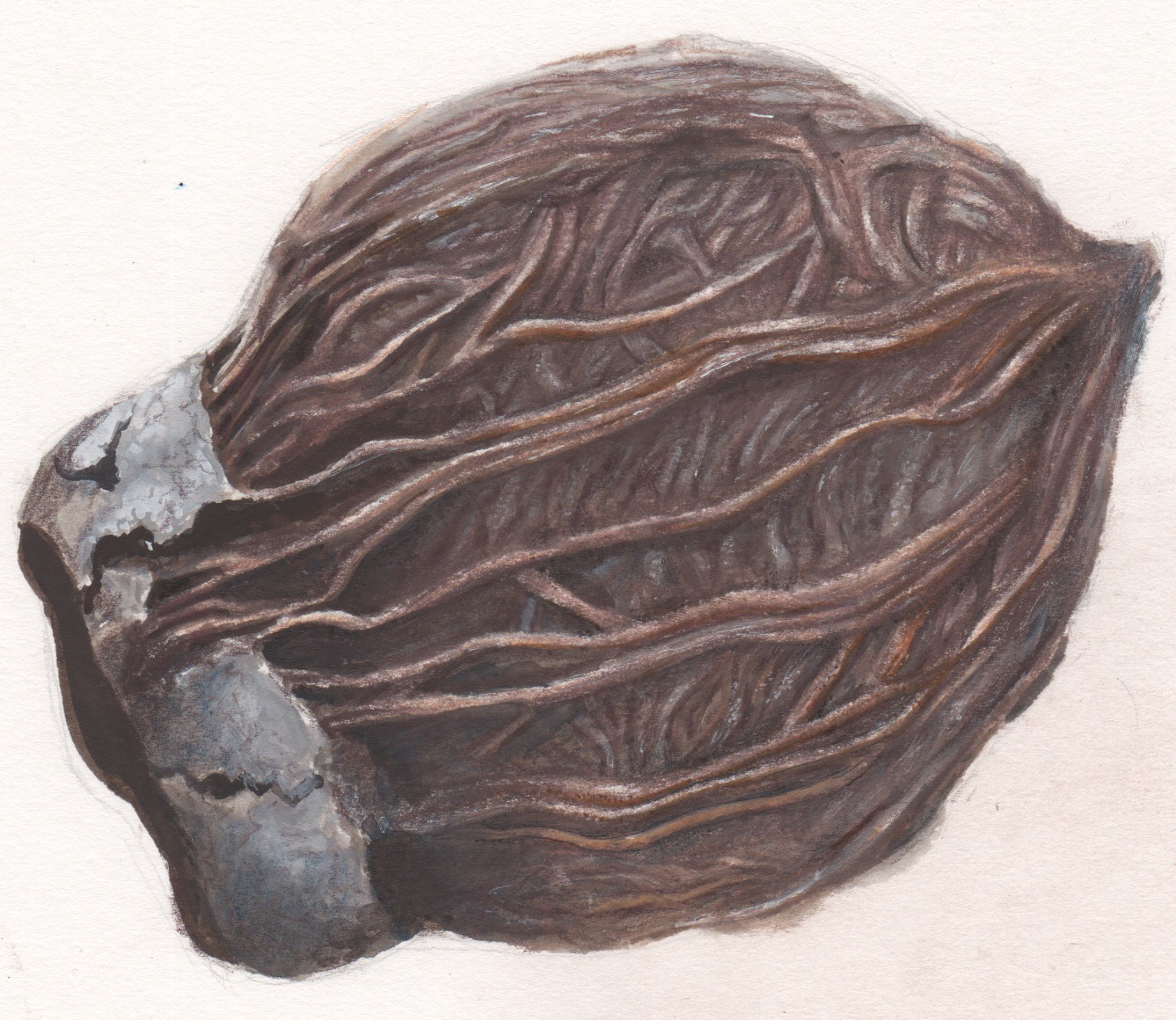 A grade Amara S gallery